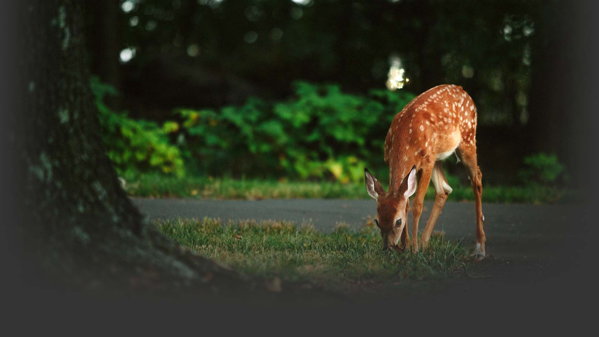 3D ANIMAL TARGET
